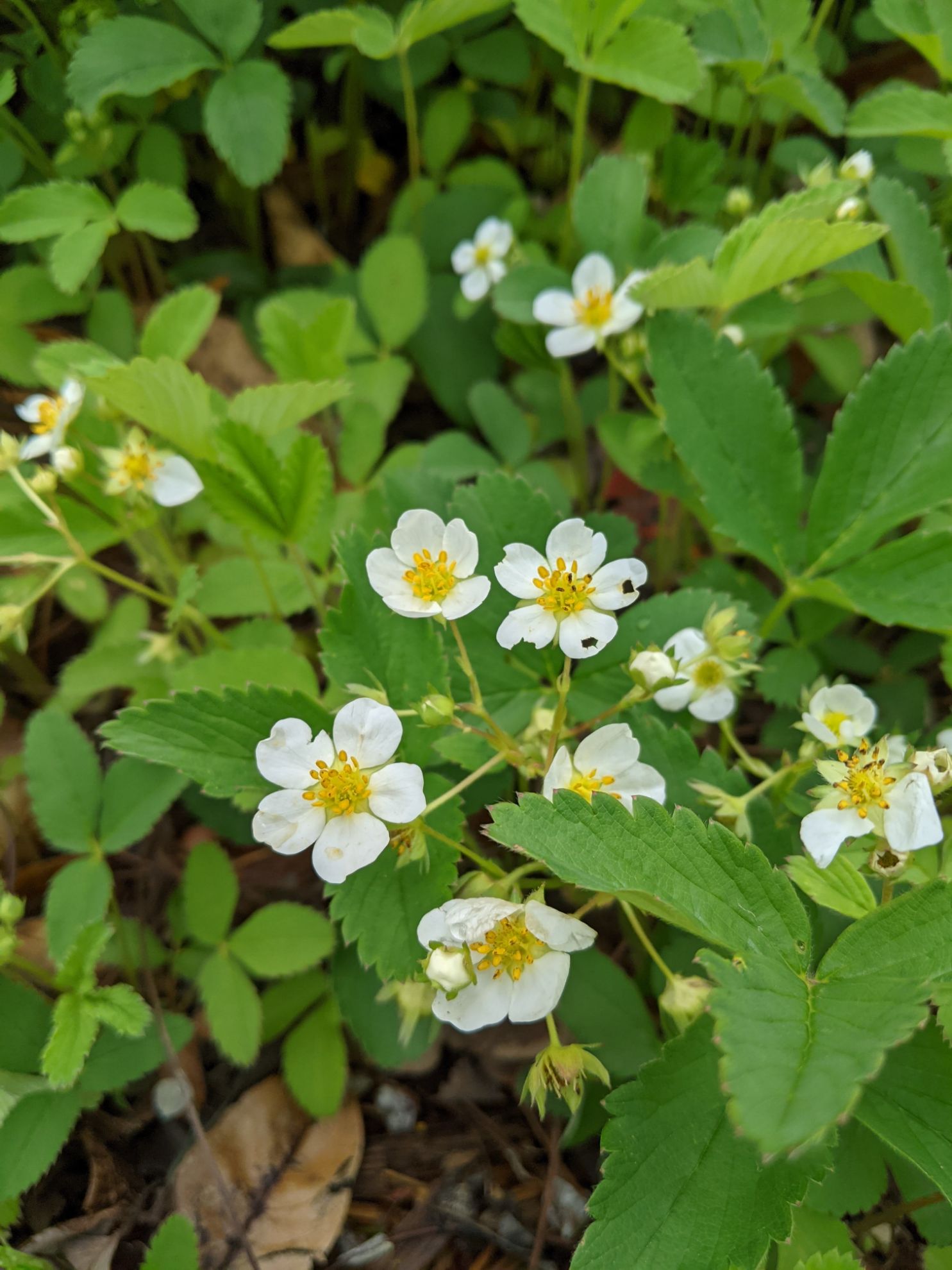 Sow Wild Natives-Wild Strawberry (Fragaria virginiana)