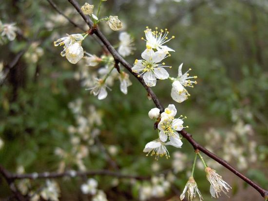Sow Wild Natives-Wild Plum (Prunus spp.)